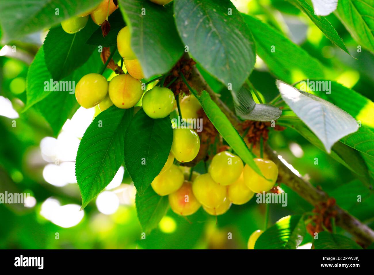 Mature large cherry hanging in a tree Stock Photo - Alamy