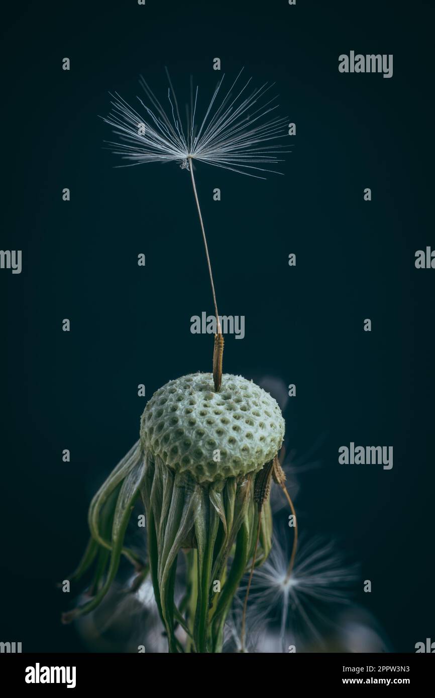 A close-up shot of a dandelion with its seeds dispersing in the night ...