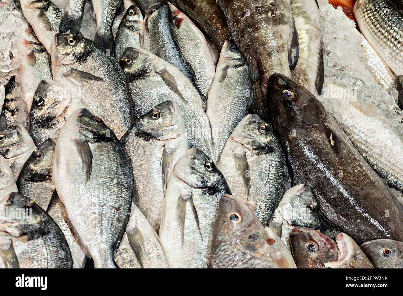 Full frame fresh caught whole fish on ice Stock Photo - Alamy