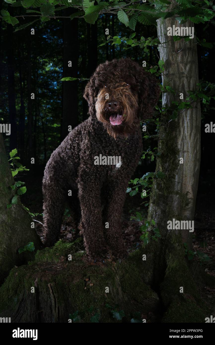 Portrait brown Barbet dog among trees in woods, Rheinbach, Germany ...