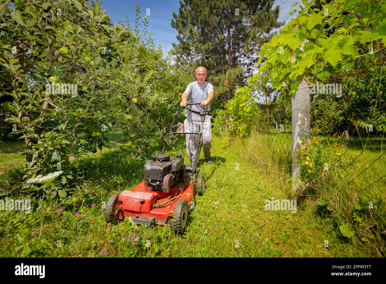 Gardener is cutting grass in his yard with motor lawn mower among fruit ...