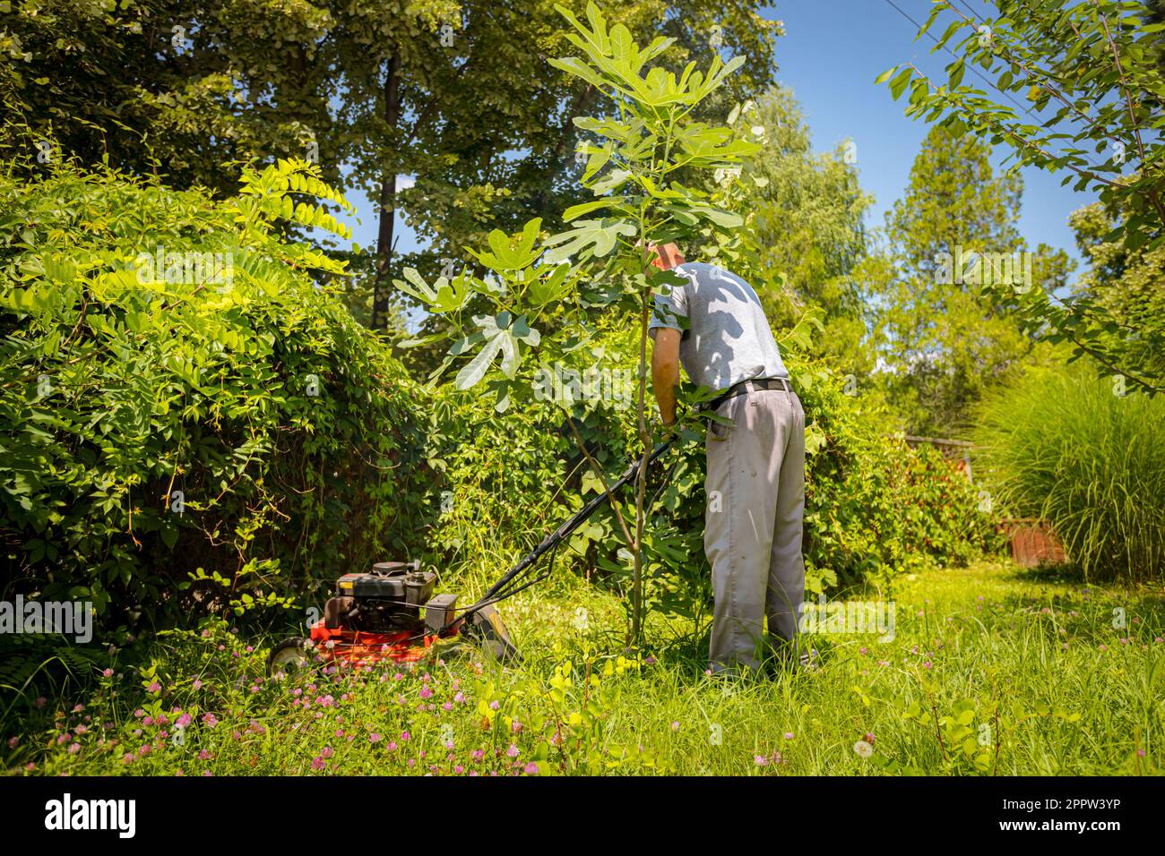 Gardener is cutting grass in his yard with motor lawn mower among fruit ...