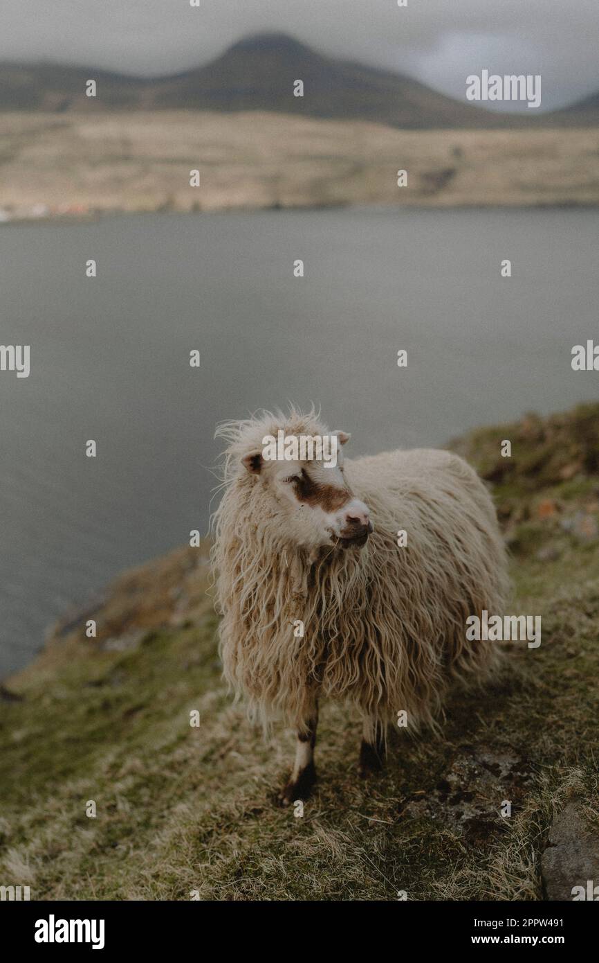 Faroese sheep on hill looking away, Fossa, Haldarsvik, Faroe Islands ...