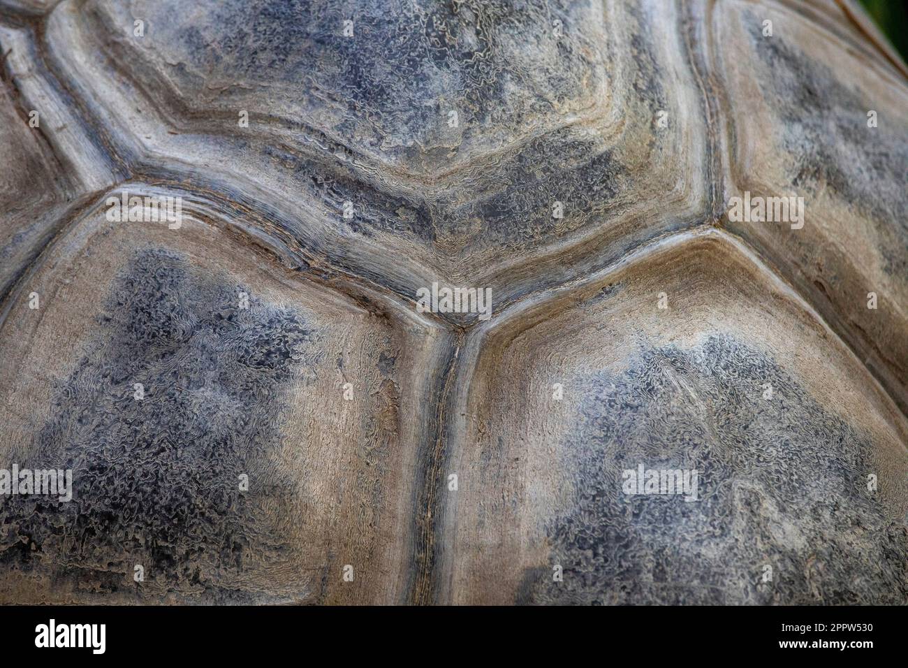 Full frame close up detail of giant tortoise shell Stock Photo - Alamy