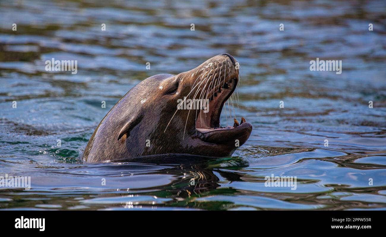 Sea lion swimming in the water mouth open showing teeth Stock Photo - Alamy