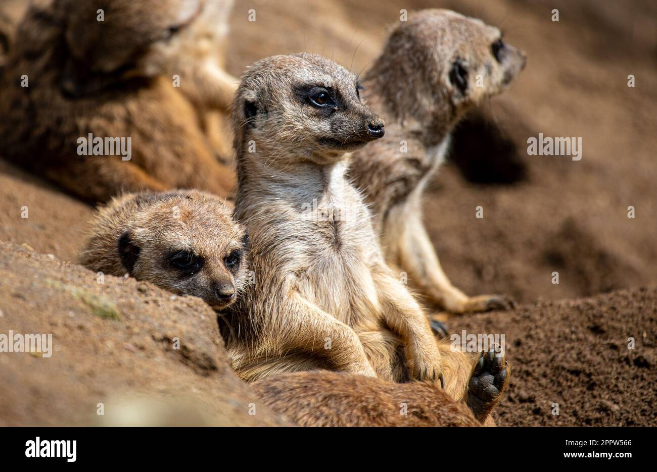 Suricata suricatta eyes hi-res stock photography and images - Alamy