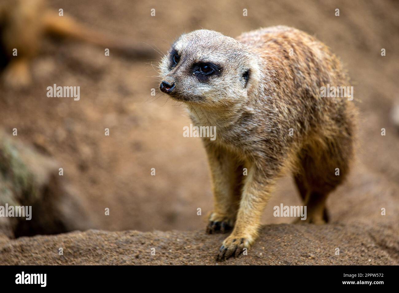 Foraging meerkat hi-res stock photography and images - Alamy