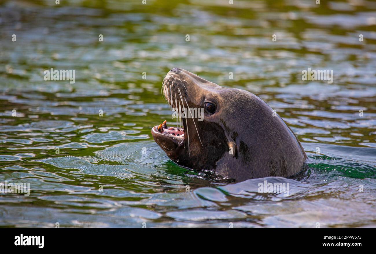 Sea lion swimming in the water mouth open showing teeth Stock Photo - Alamy