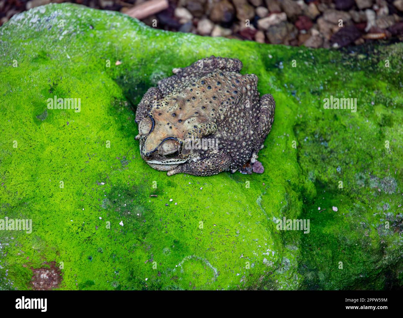 Close up of the asian common toad - Duttaphrynus melanostictus Stock ...