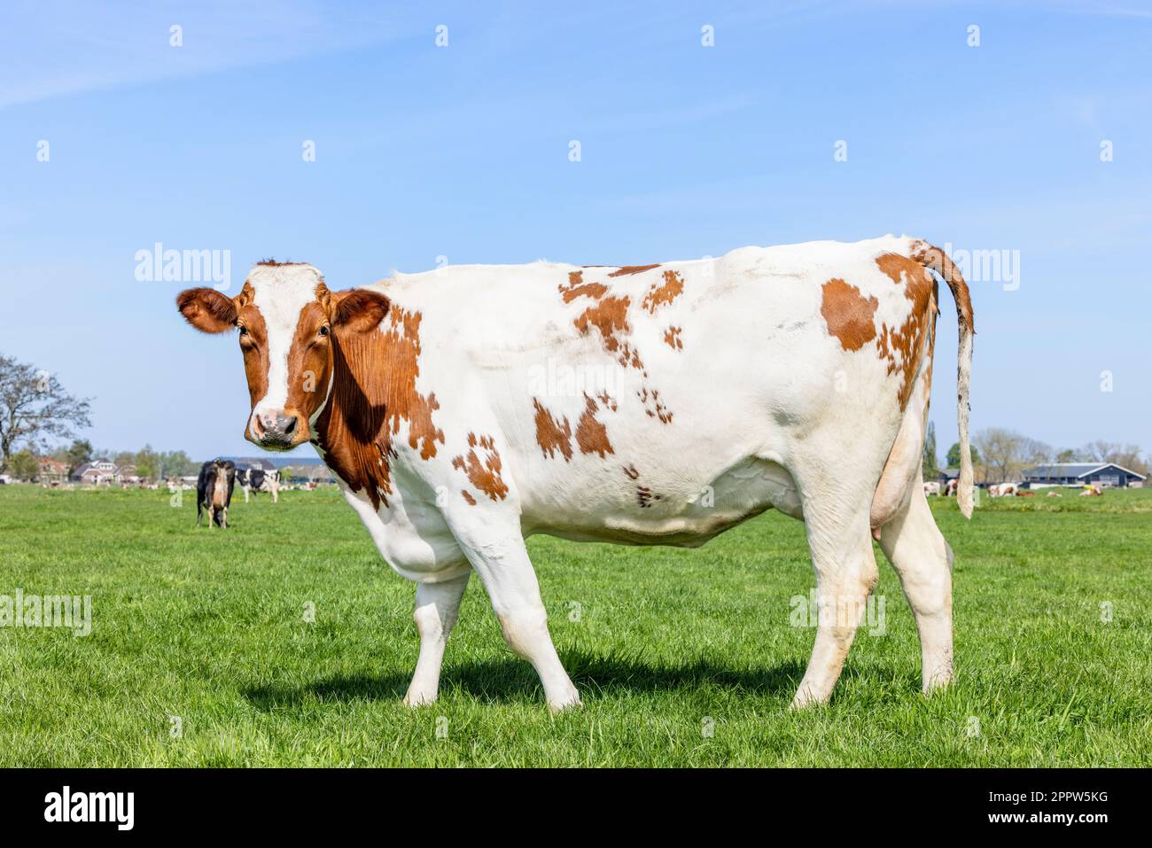 Milk cow side view, a full length red and white, standing in a green ...