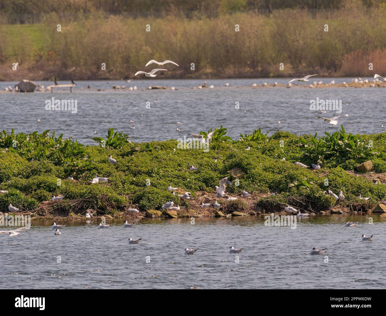 Flock of Black-headed gulls at St Aidan's Park nature reserve in Spring ...