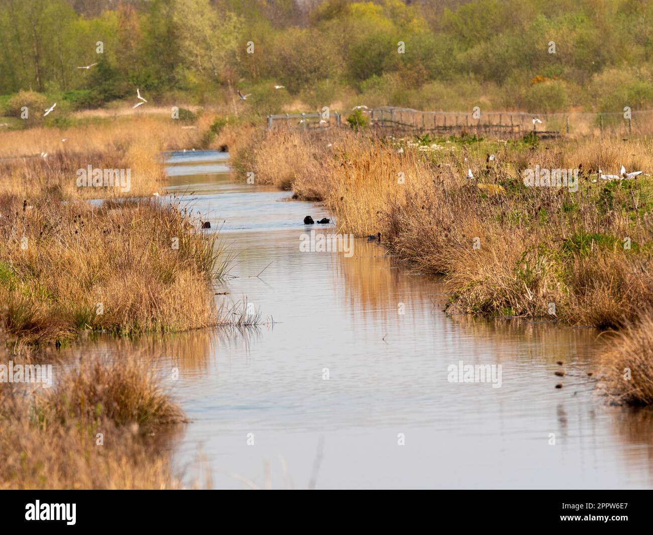 Channels of water separating reedbeds at St Aidans Park nature reserve ...