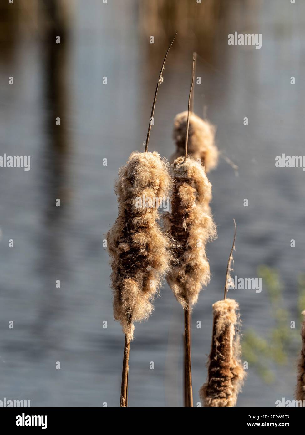 Cattail Seed Dispersal