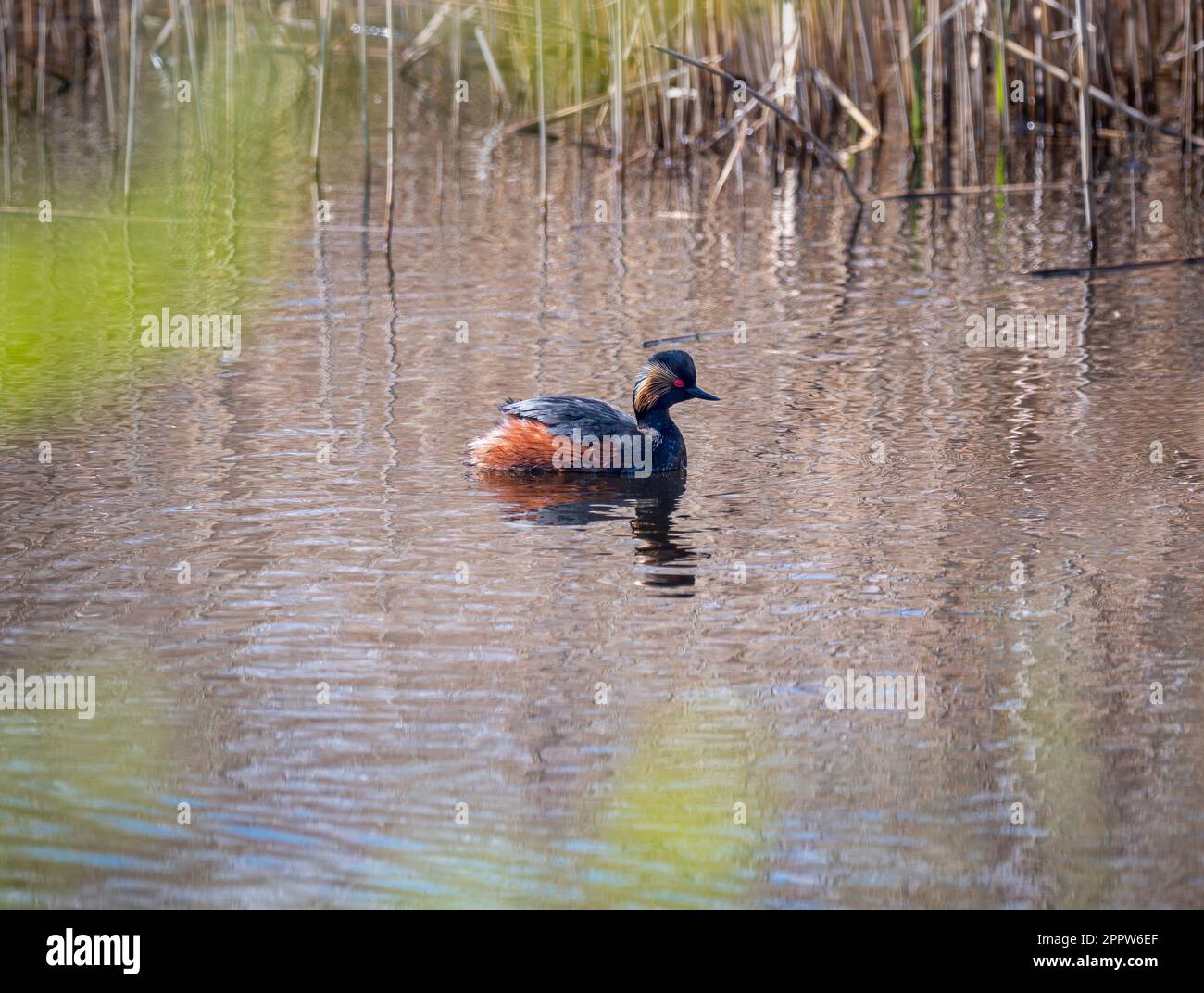 Side view of a Black-necked grebe with it summer plumage on the water ...