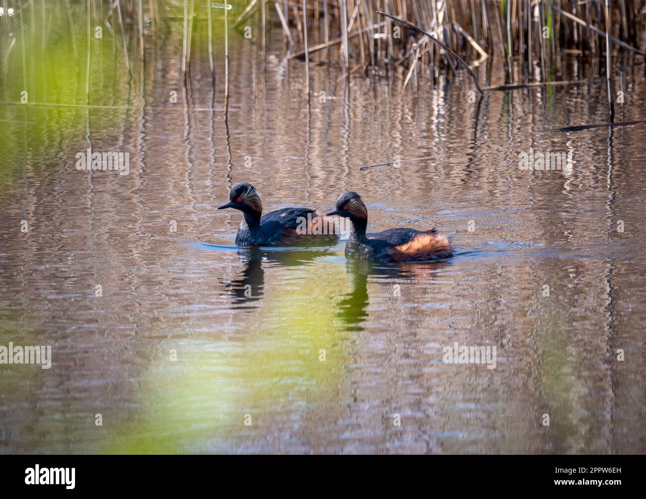 Side view of a Black-necked grebes with in their summer plumage on the ...
