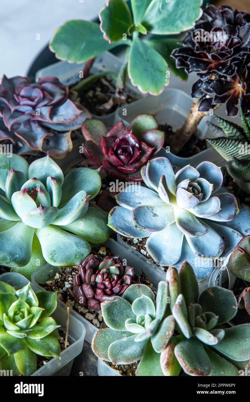 Succulent Plant Identification Guide Succulent Identification Guide