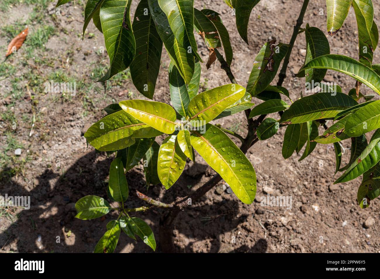 Mango sprout hi-res stock photography and images - Alamy