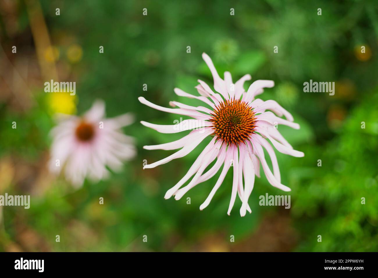 Beautiful bright spring flowers against the backdrop of the white sun ...