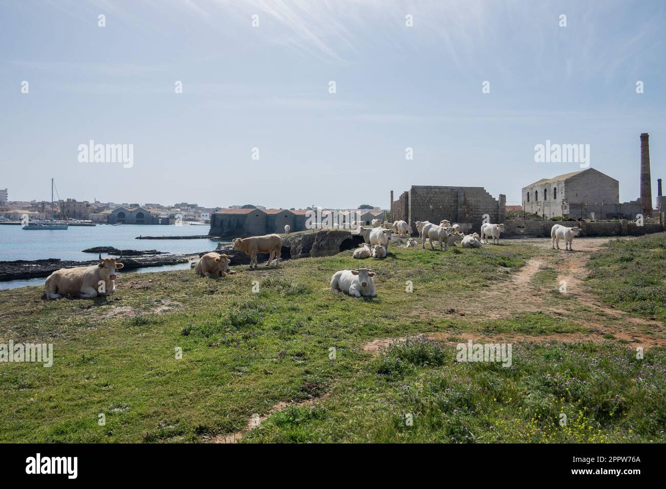Cows razing close to the main harbour in Favignana island Stock Photo ...
