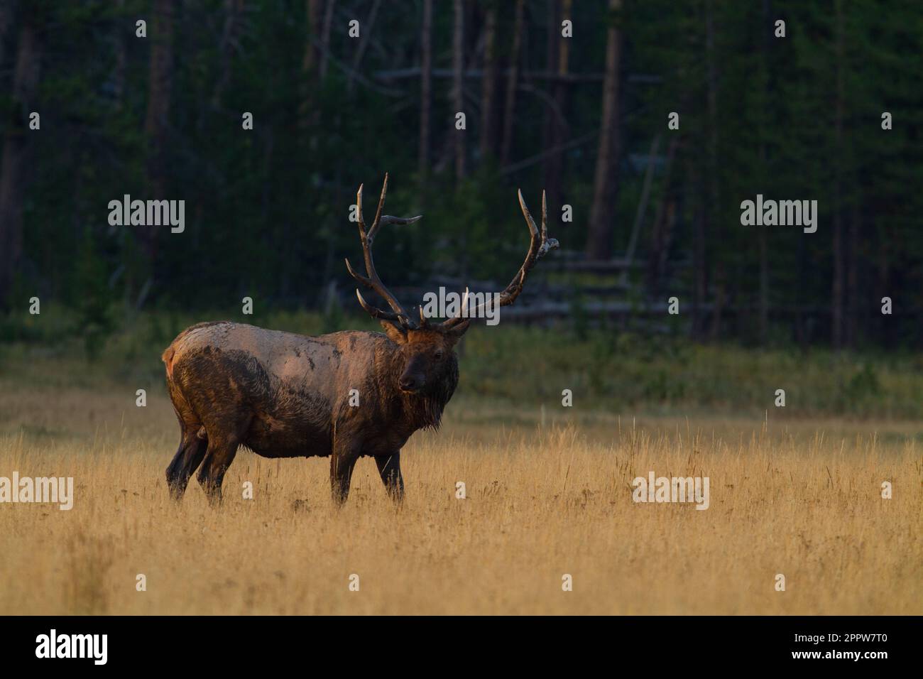 A majestic elk in an expansive landscape of golden grass and ...
