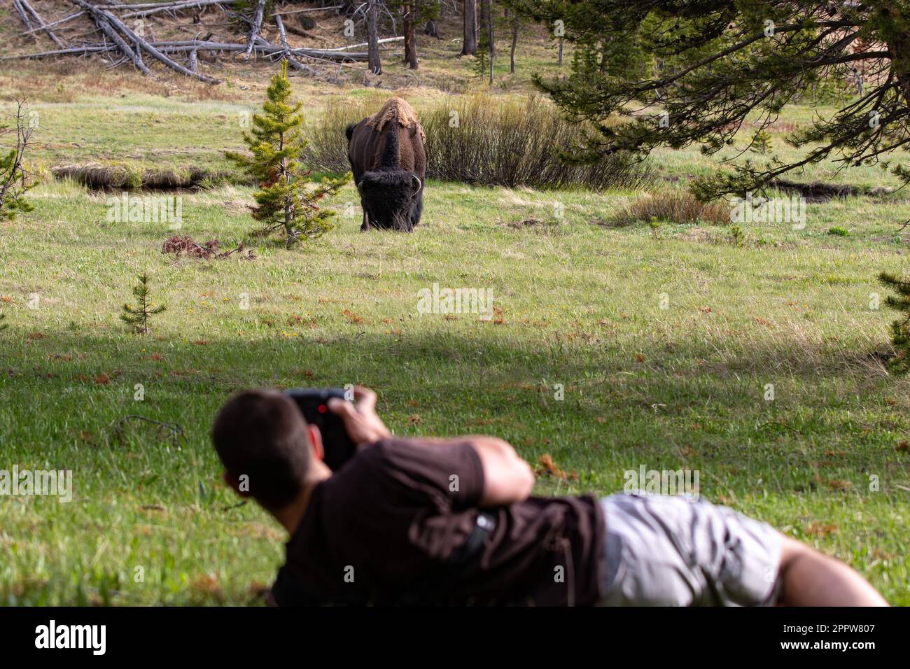 Giant cattle hi-res stock photography and images - Alamy