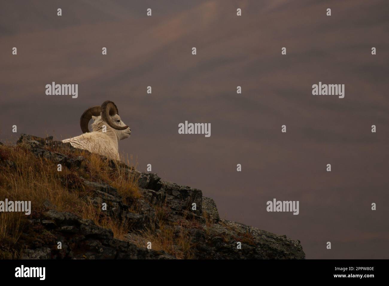 A bold ram stands atop a rocky cliff face, proudly surveying the ...