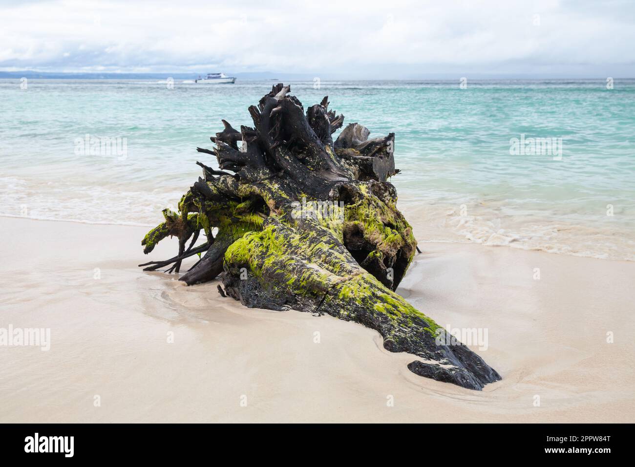 Old driftwood with algae lays on an empty beach in shore water ...