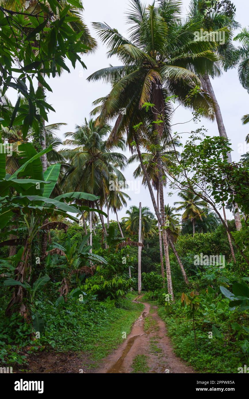 An empty trail goes through rain forest. Samana, Dominican Republic ...