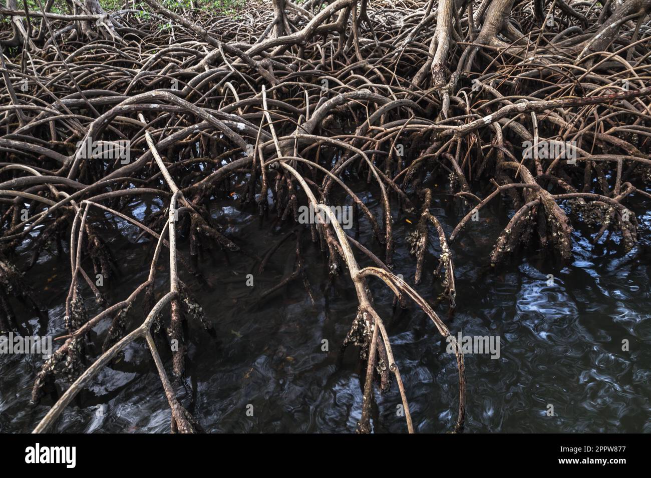 Wild rain forest landscape, roots of mangrove trees growing in the ...