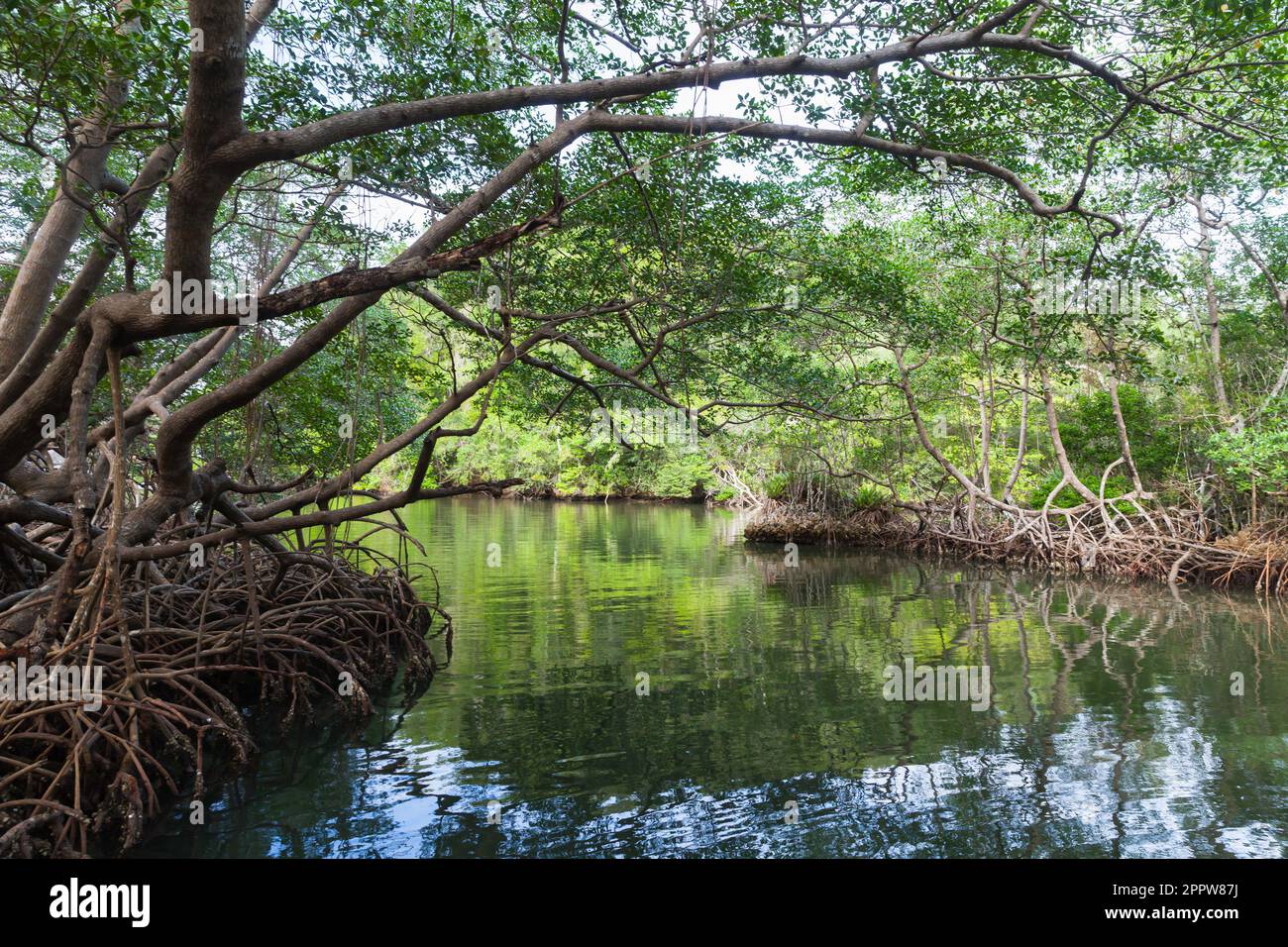 Rain forest landscape with mangrove trees growing in water. Natural ...