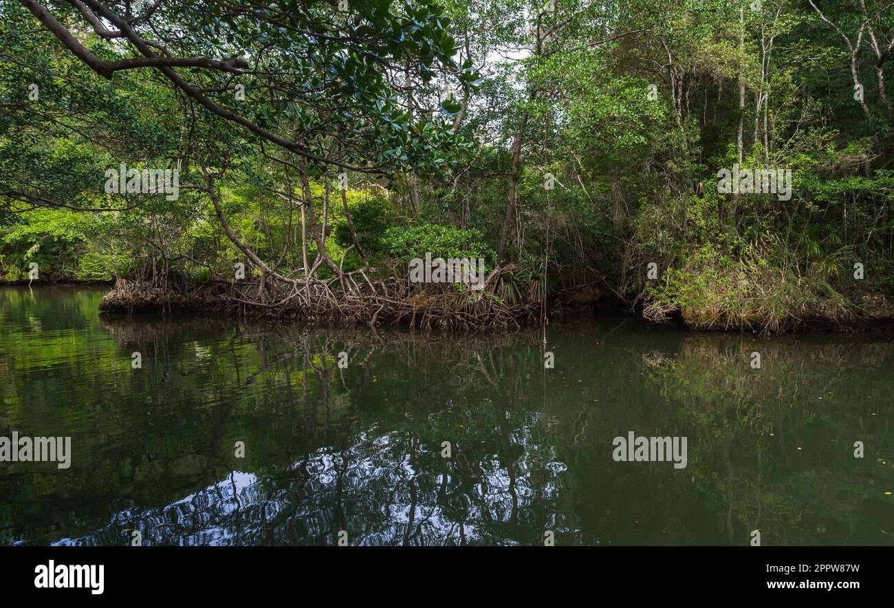Wild dark rain forest landscape with mangrove trees. Samana bay ...