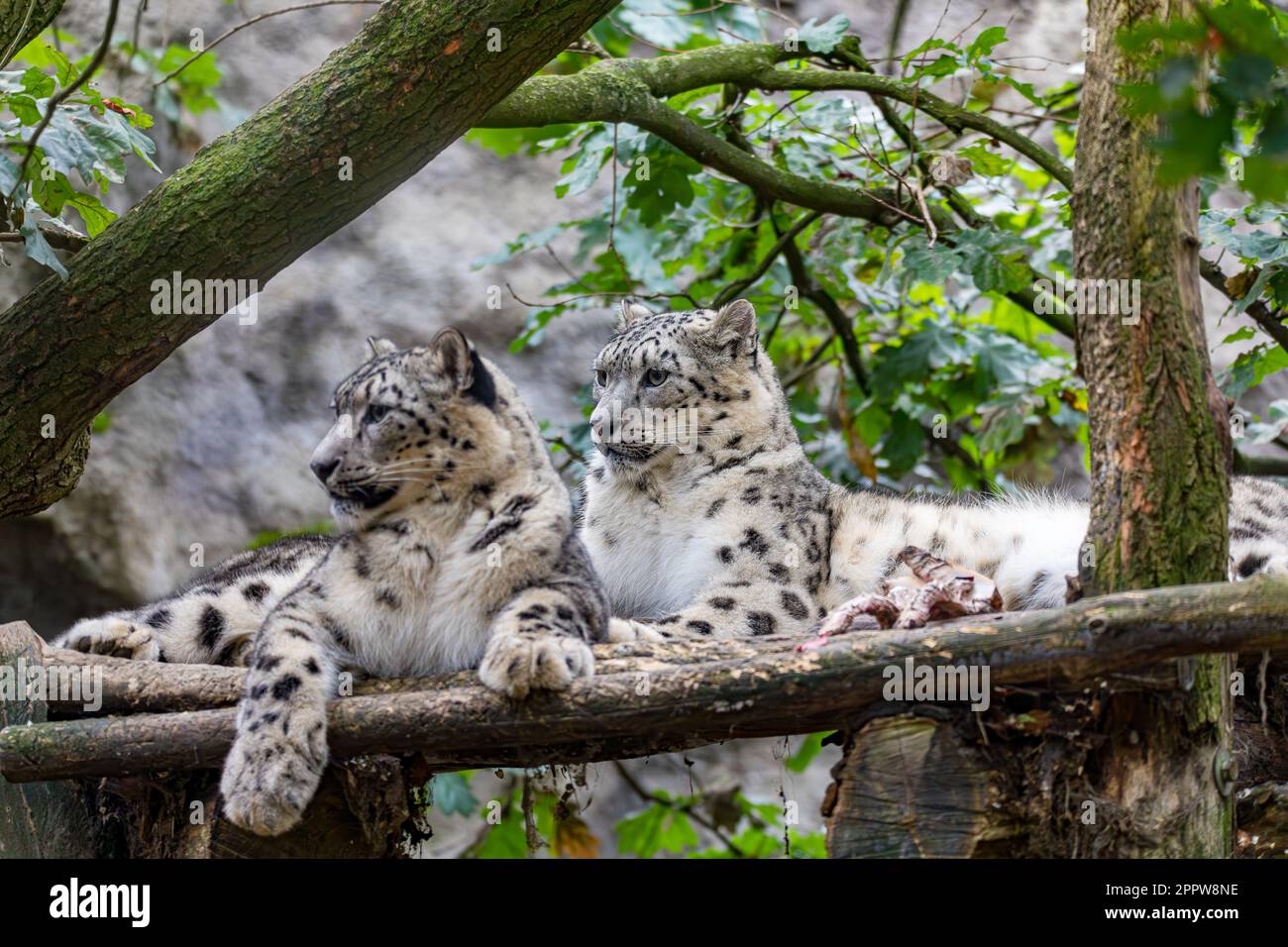 Couple of snow leopard (Panthera uncia), beautiful wild big cat, native ...