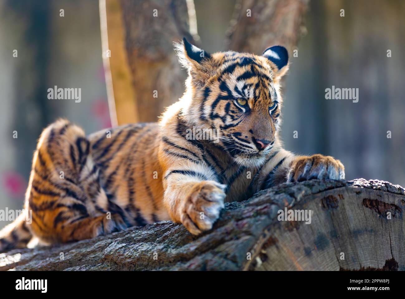 Sumatran tiger (Panthera tigris sumatrae), rare tiger subspecies that ...