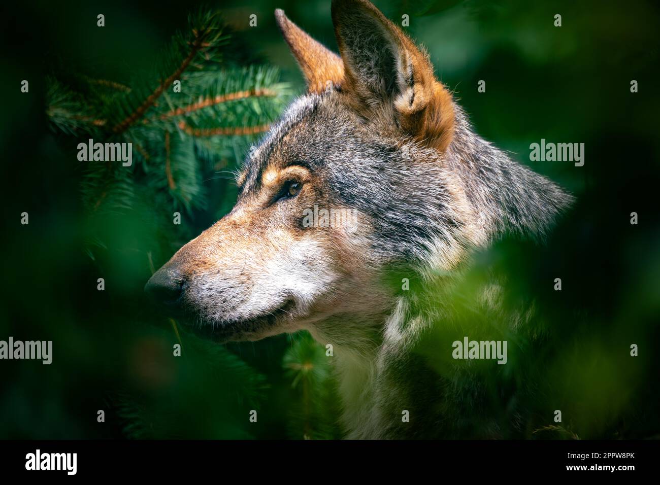 Hidden wolf forest snow hi-res stock photography and images - Alamy