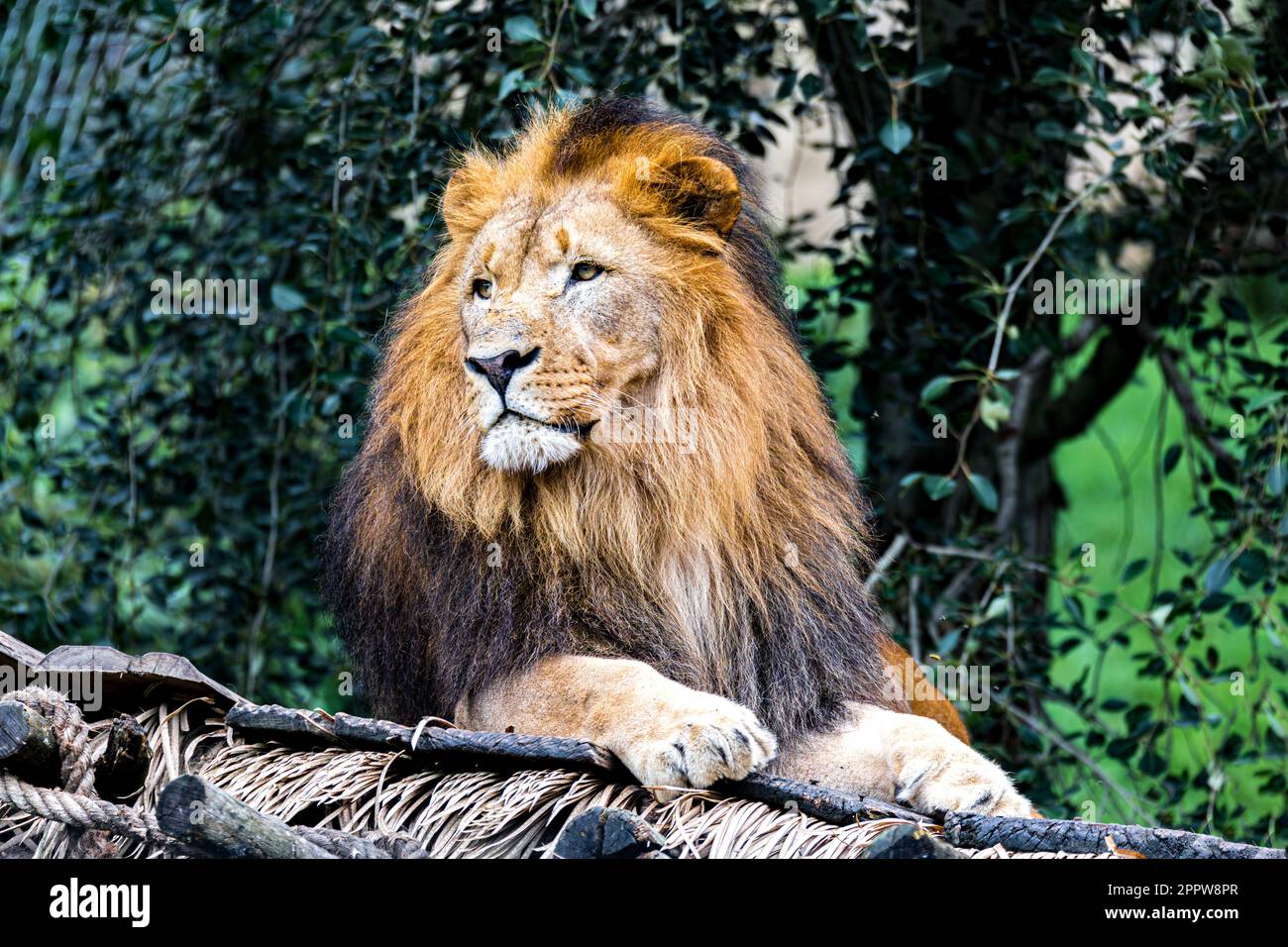 Southwest African Lion
