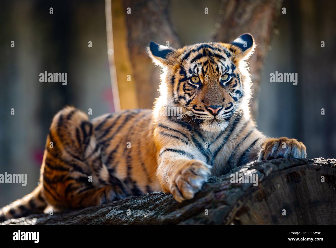 Sumatran tiger (Panthera tigris sumatrae), rare tiger subspecies that ...