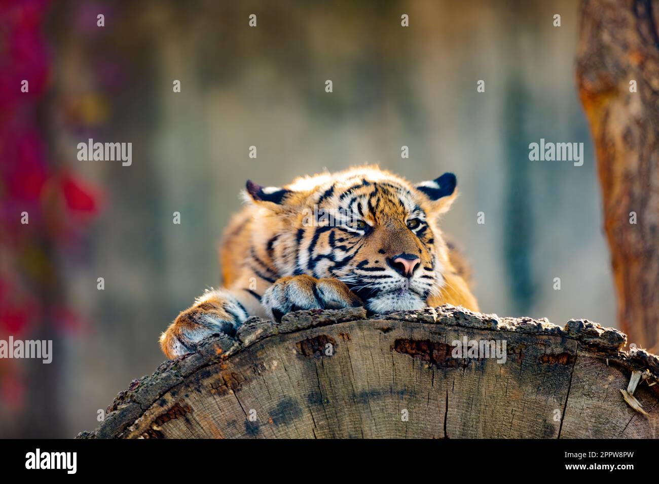 Sumatran tiger (Panthera tigris sumatrae), rare tiger subspecies that ...