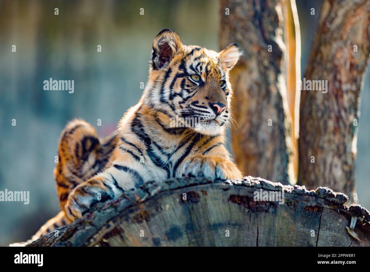 Sumatran tiger (Panthera tigris sumatrae), rare tiger subspecies that ...