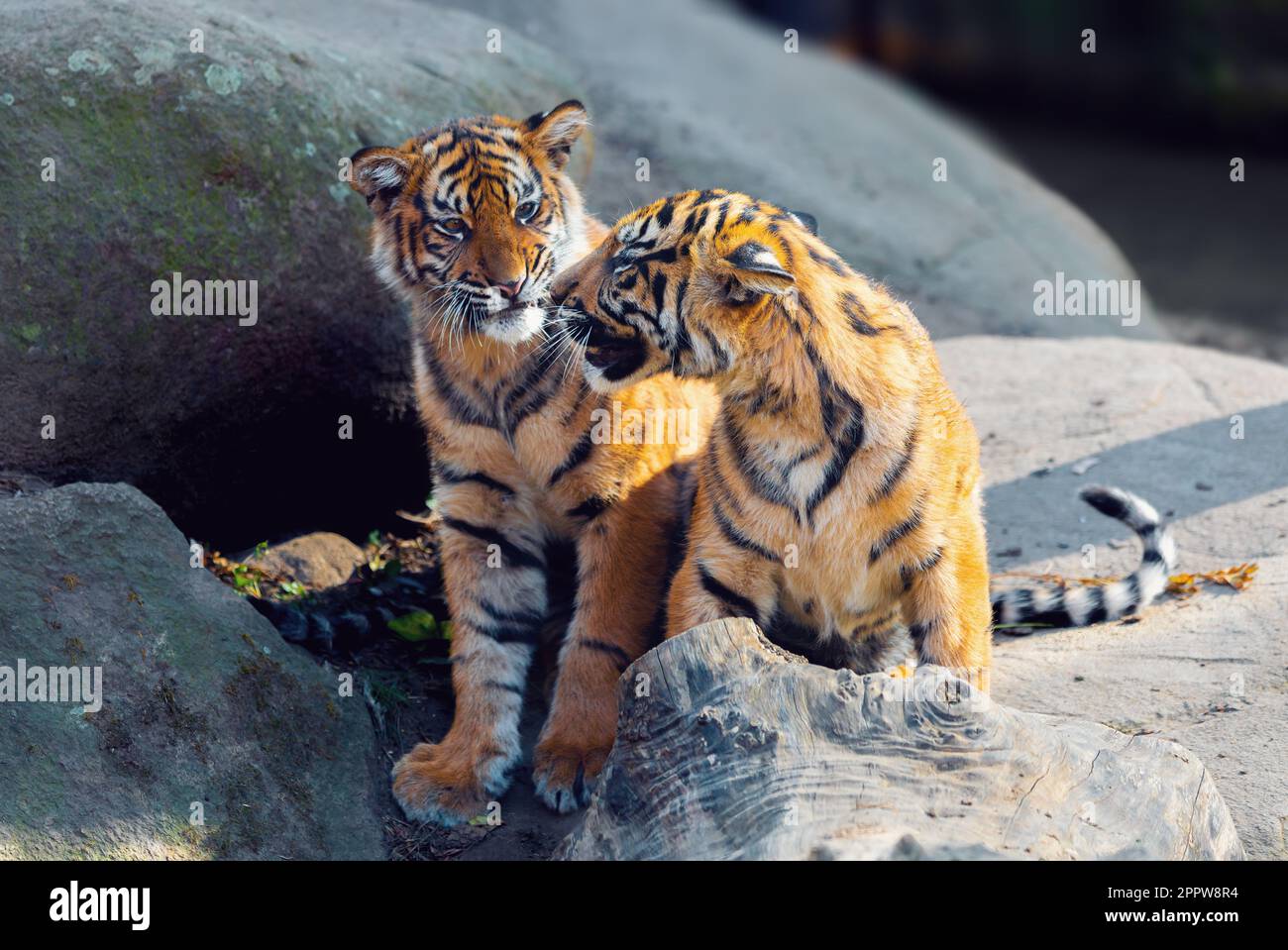 Sumatran tiger (Panthera tigris sumatrae) kitten, rare tiger subspecies ...