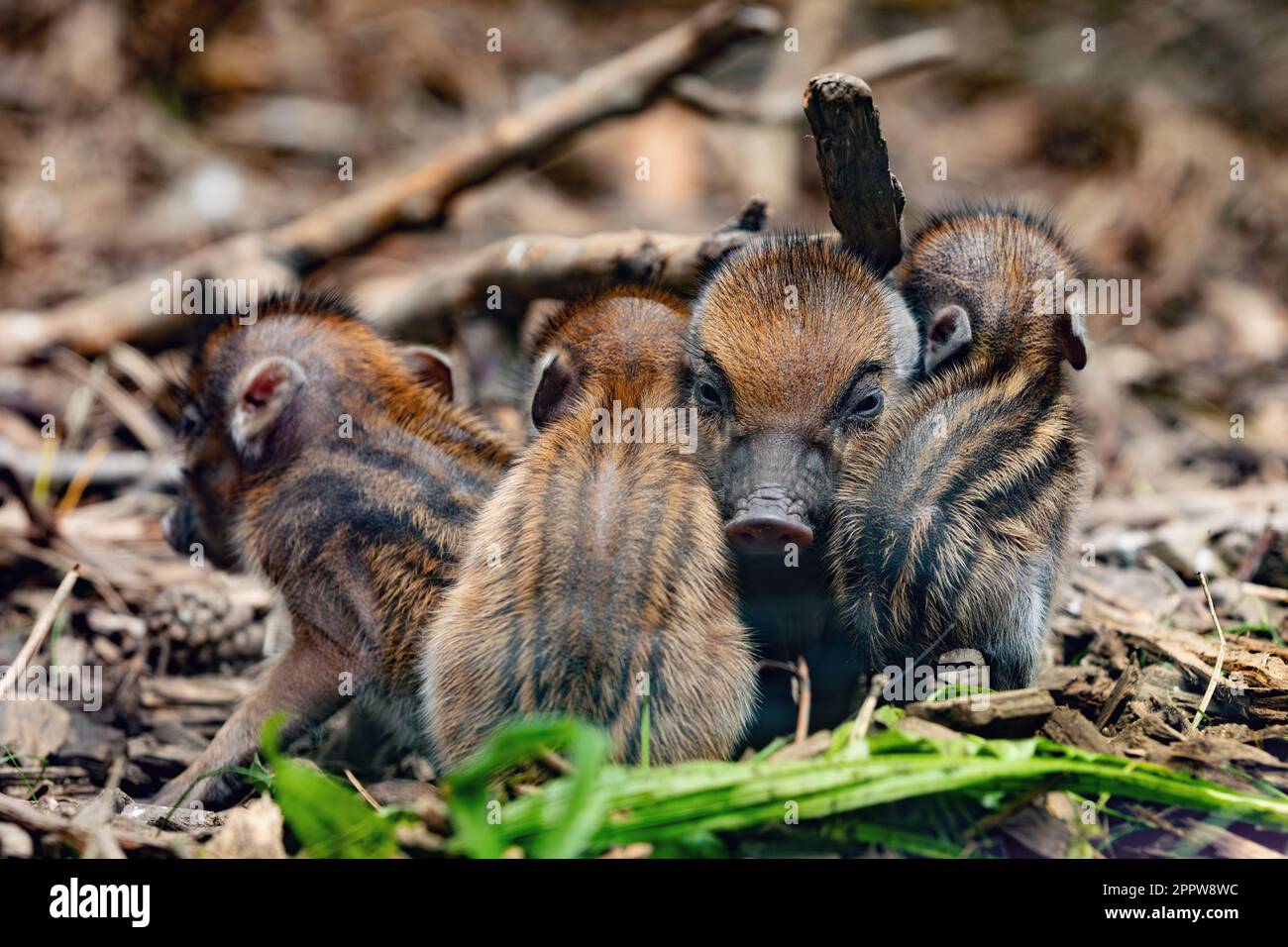 Small cute playful baby with lying mom sows of Visayan warty pig (Sus ...