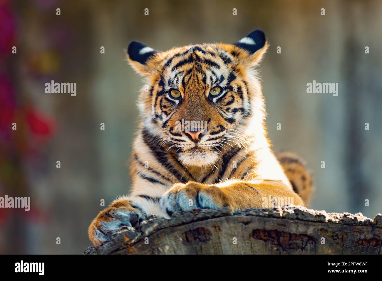 Sumatran tiger (Panthera tigris sumatrae), rare tiger subspecies that ...