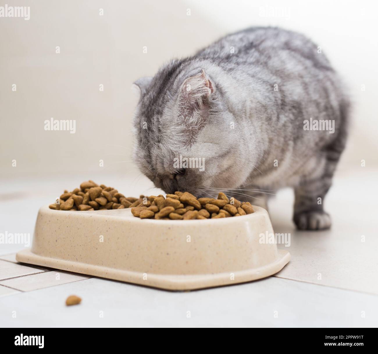 striped gray scottish fold cat enjoying eating crispy dry food from ...