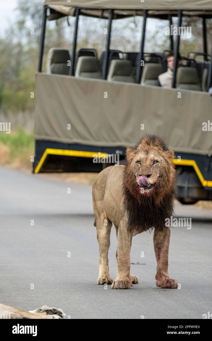 Lion transport hi-res stock photography and images - Alamy