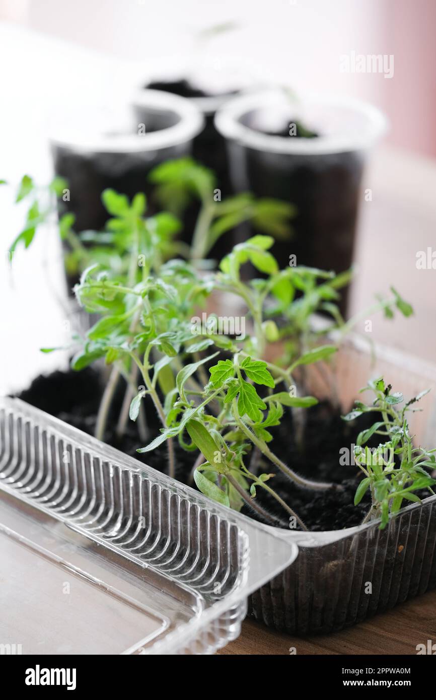 Young green tomato seedling in seedling tray on windowsill. Effective ...