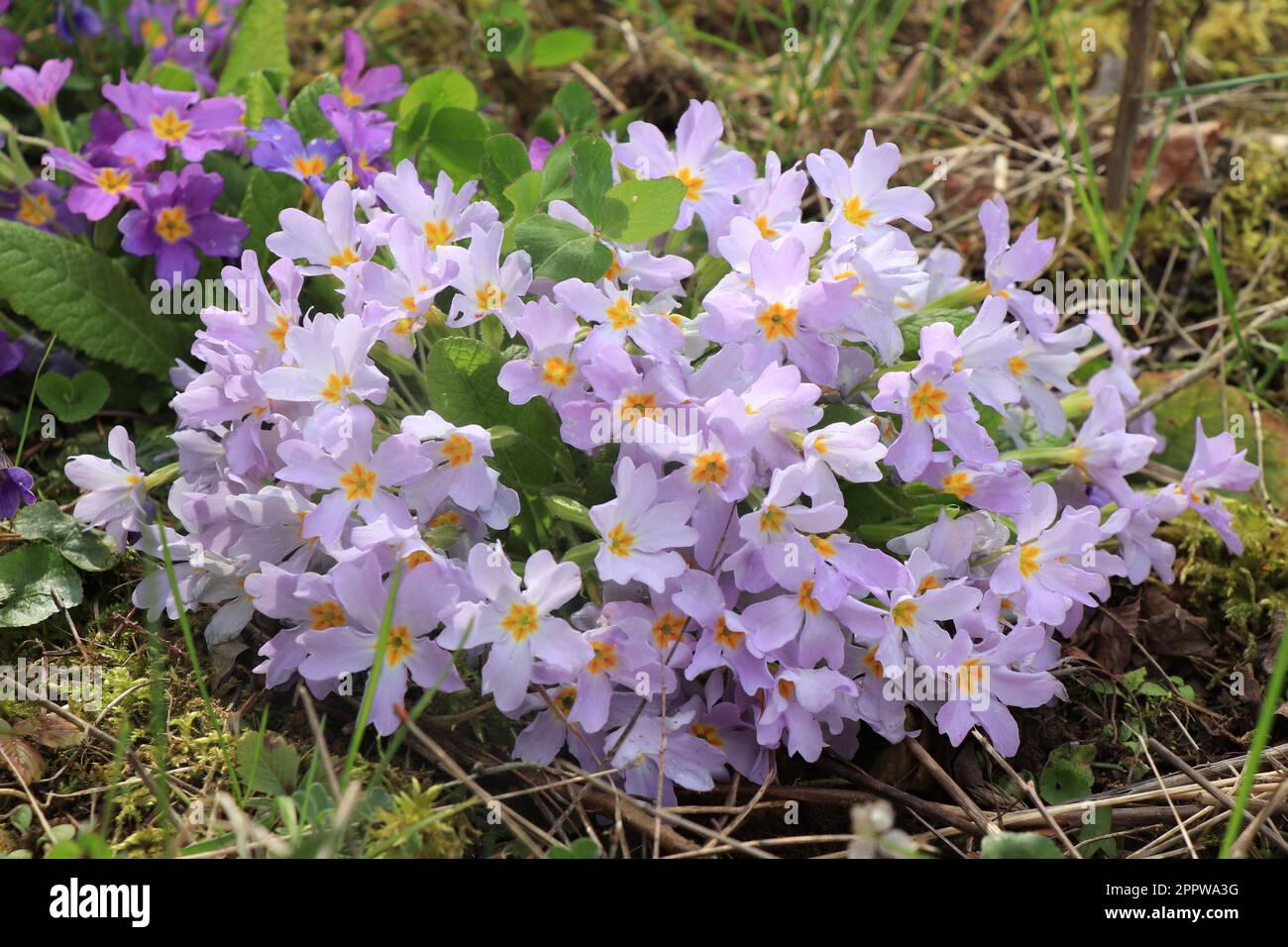Purple Primulas. Plantae. Primula vulgaris. Primula acaulis Stock Photo ...