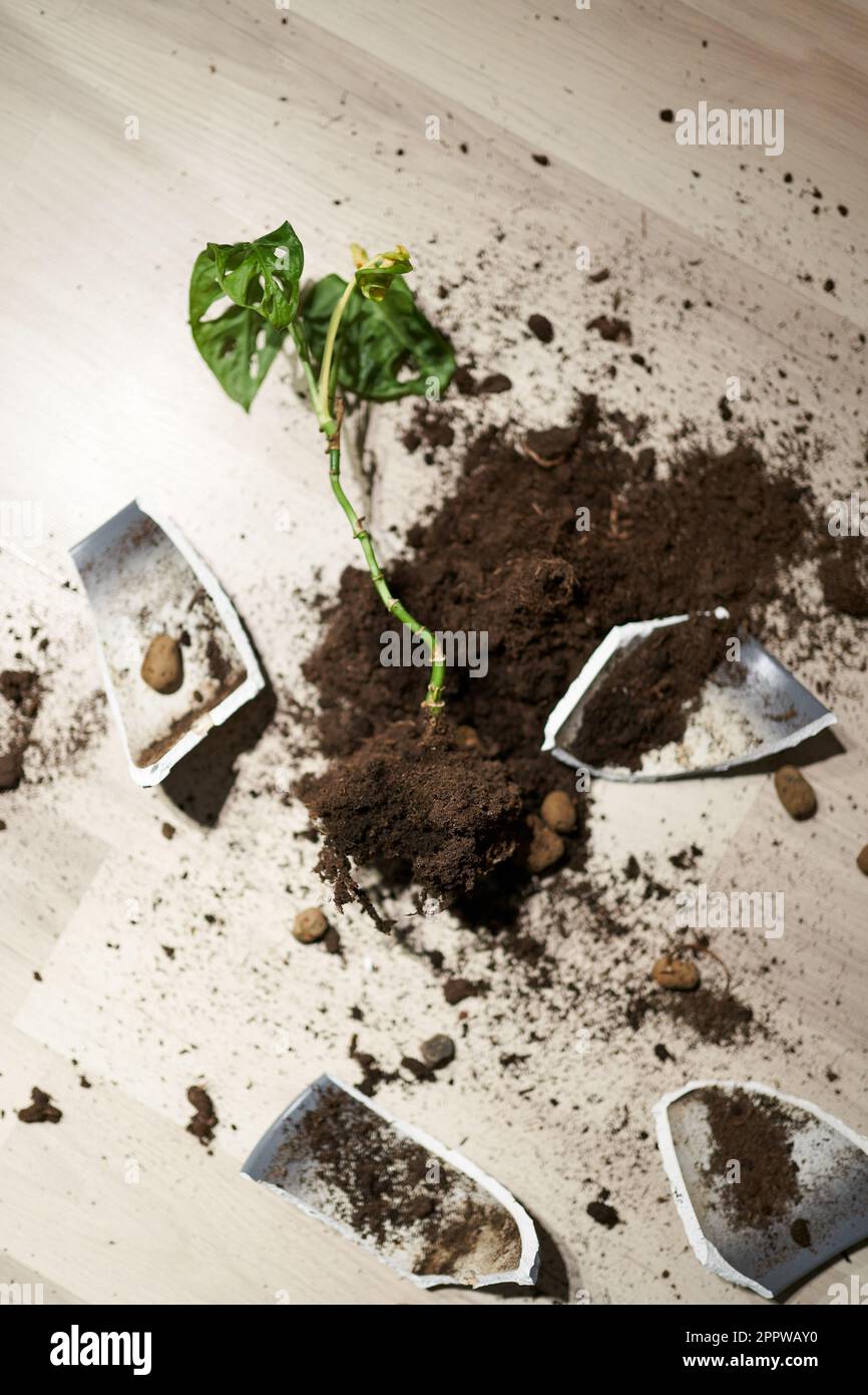 Broken flower pot, damaged houseplant and dirt on the laminate floor in ...