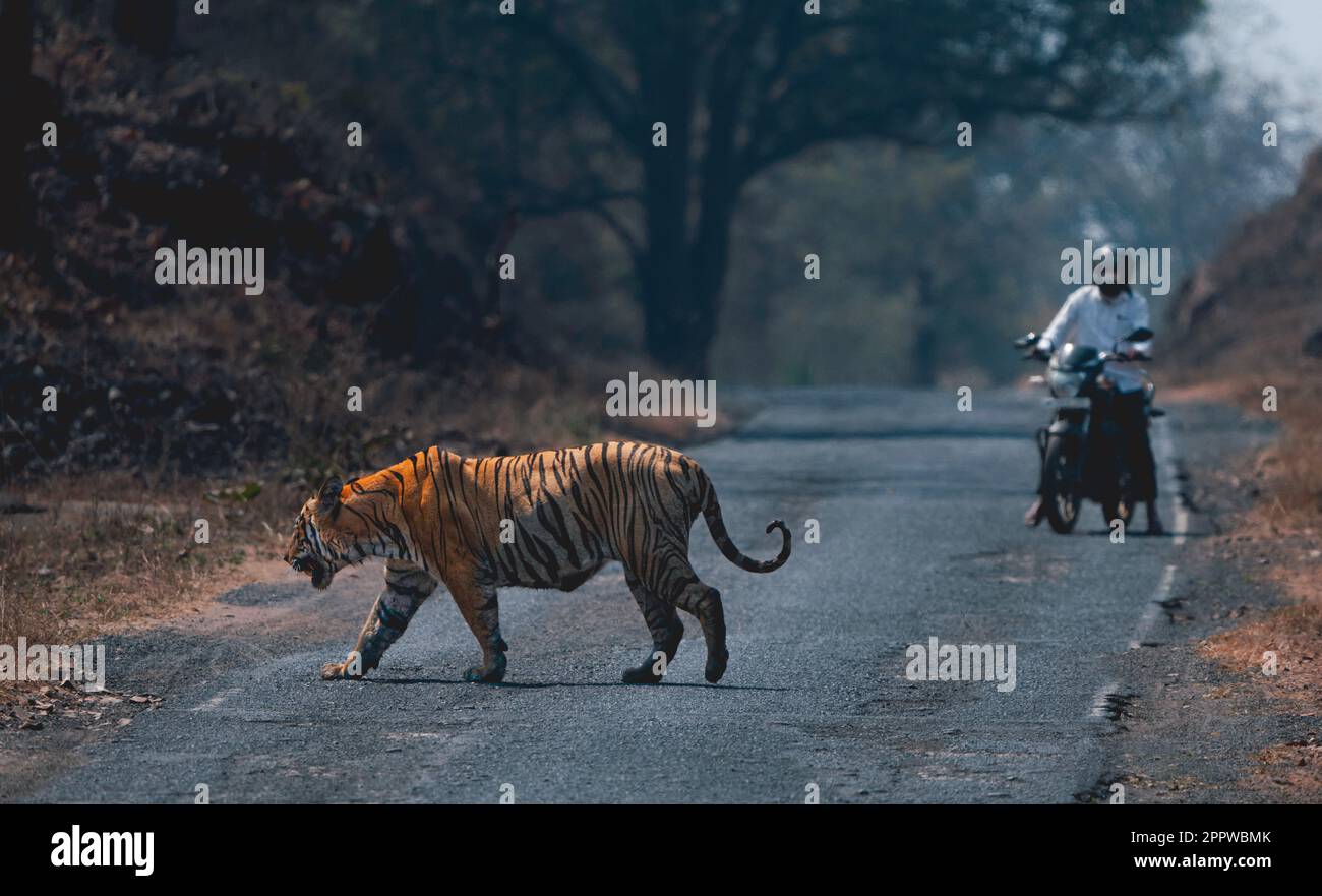THRILLING images of a tiger crossing the road and staring at a man on a ...