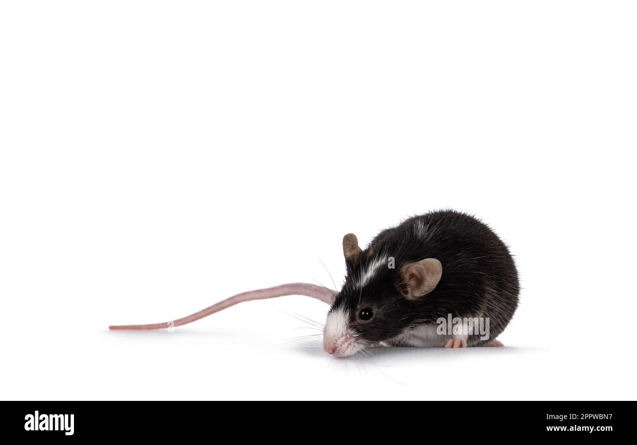 Cute black mouse with white nose, standing close yo edge. Looking down ...