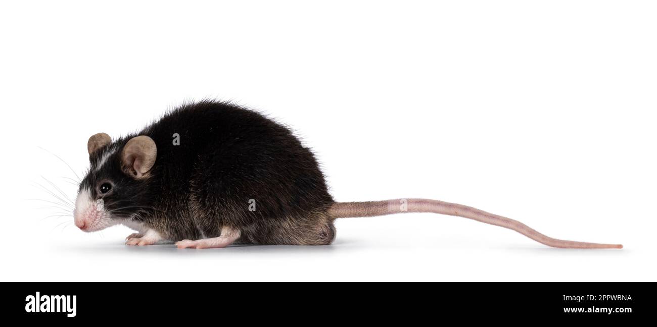 Cute black mouse with white nose, standing side ways. Looking away from ...