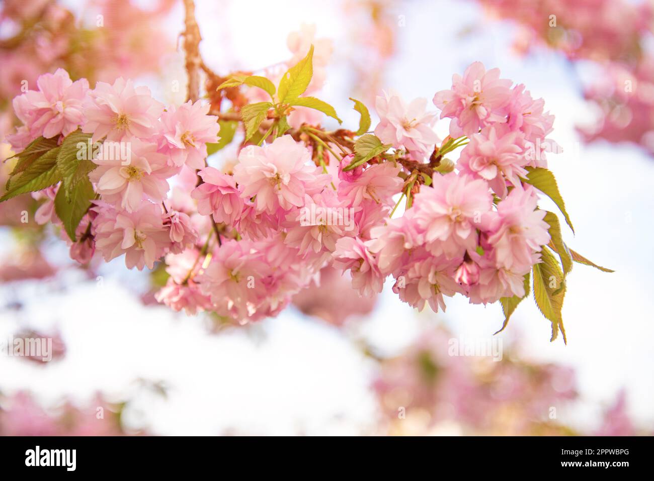 Sakura flowers in large inflorescences Stock Photo - Alamy